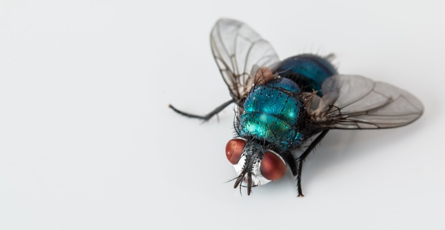 Die Fliege an der Wand - Ein Dankeschön an eine kleine Botschafterin ...